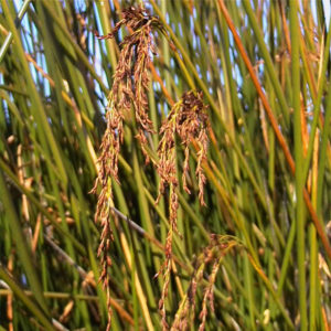 Jointed Twig-Rush | Aquatic Technologies