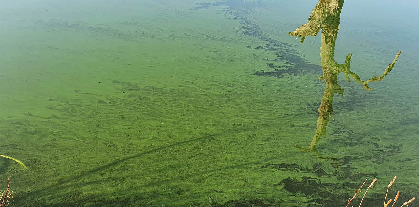 Cyanobacteria (Blue-Green Algae) | Aquatic Technologies