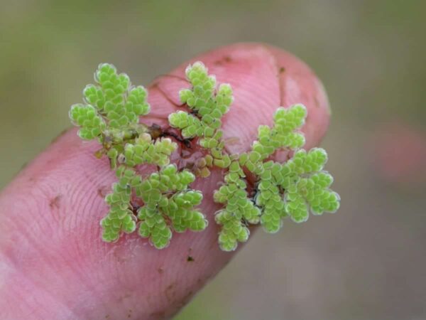 Azolla: A Comprehensive Guide to ID, Treatment and Prevention | Aquatic ...