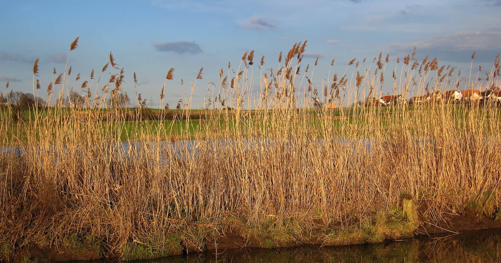 Aquatic Weed Razers | Aquatic Technologies