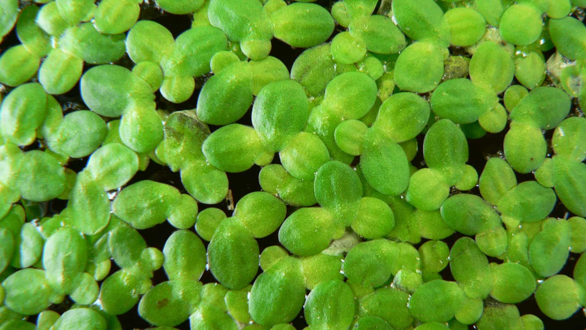 Common Duckweed | Aquatic Technologies