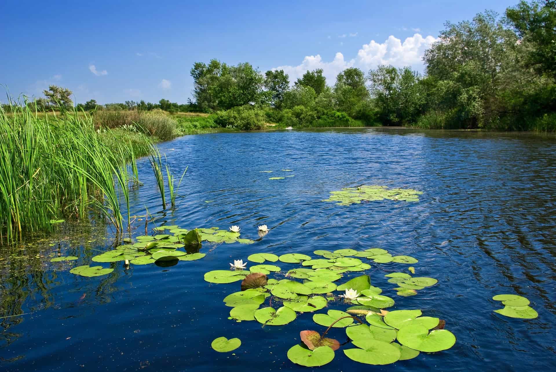 Aquatic Waterbac™ | Aquatic Technologies