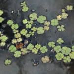 Common Nardoo - Australian Aquatic Weeds | Aquatic Technologies