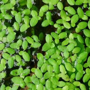 Common Duckweed - Australian Aquatic Weeds | Aquatic Technologies
