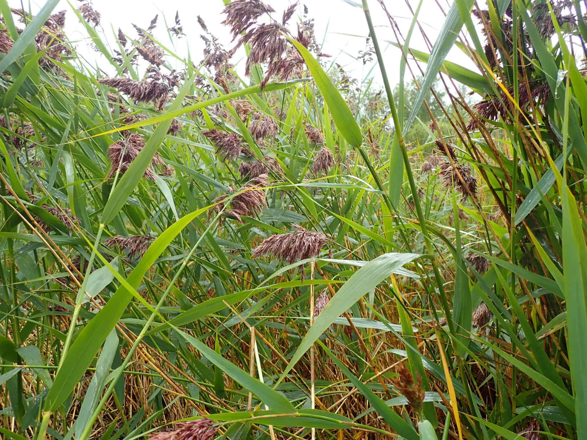 Phragmites | Aquatic Technologies