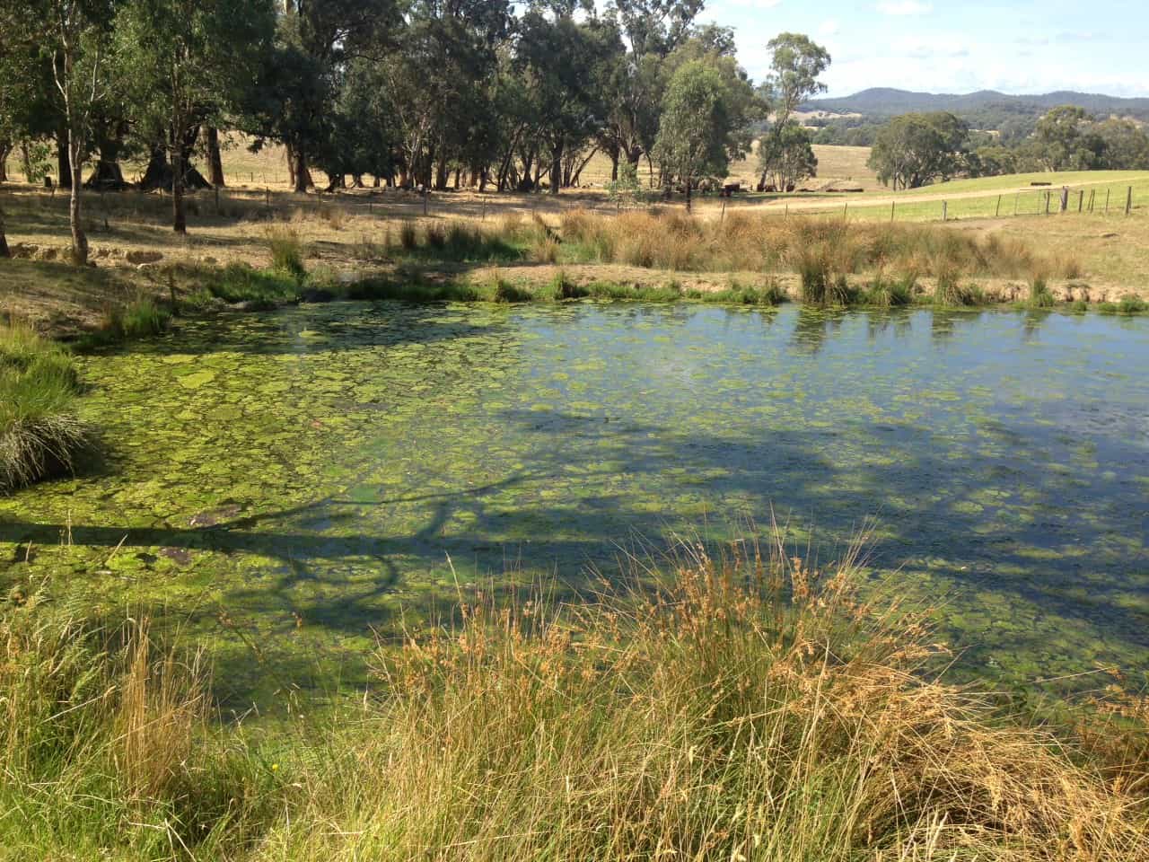 Algae Skimmer | Aquatic Technologies
