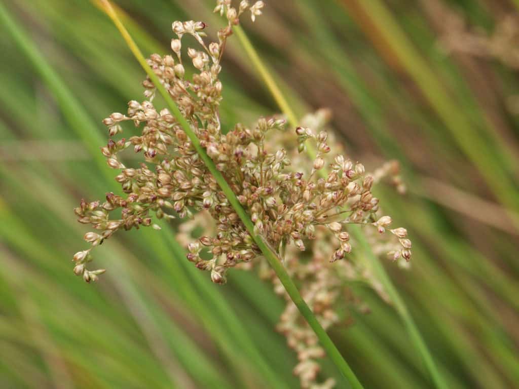 Common Rush - Australian Aquatic Weeds | Aquatic Technologies