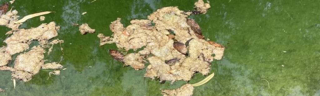Water surface scum