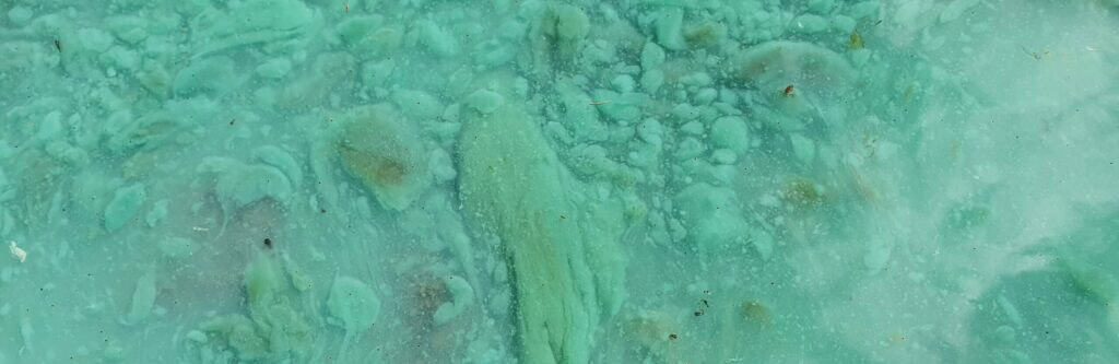 Blue-green algae