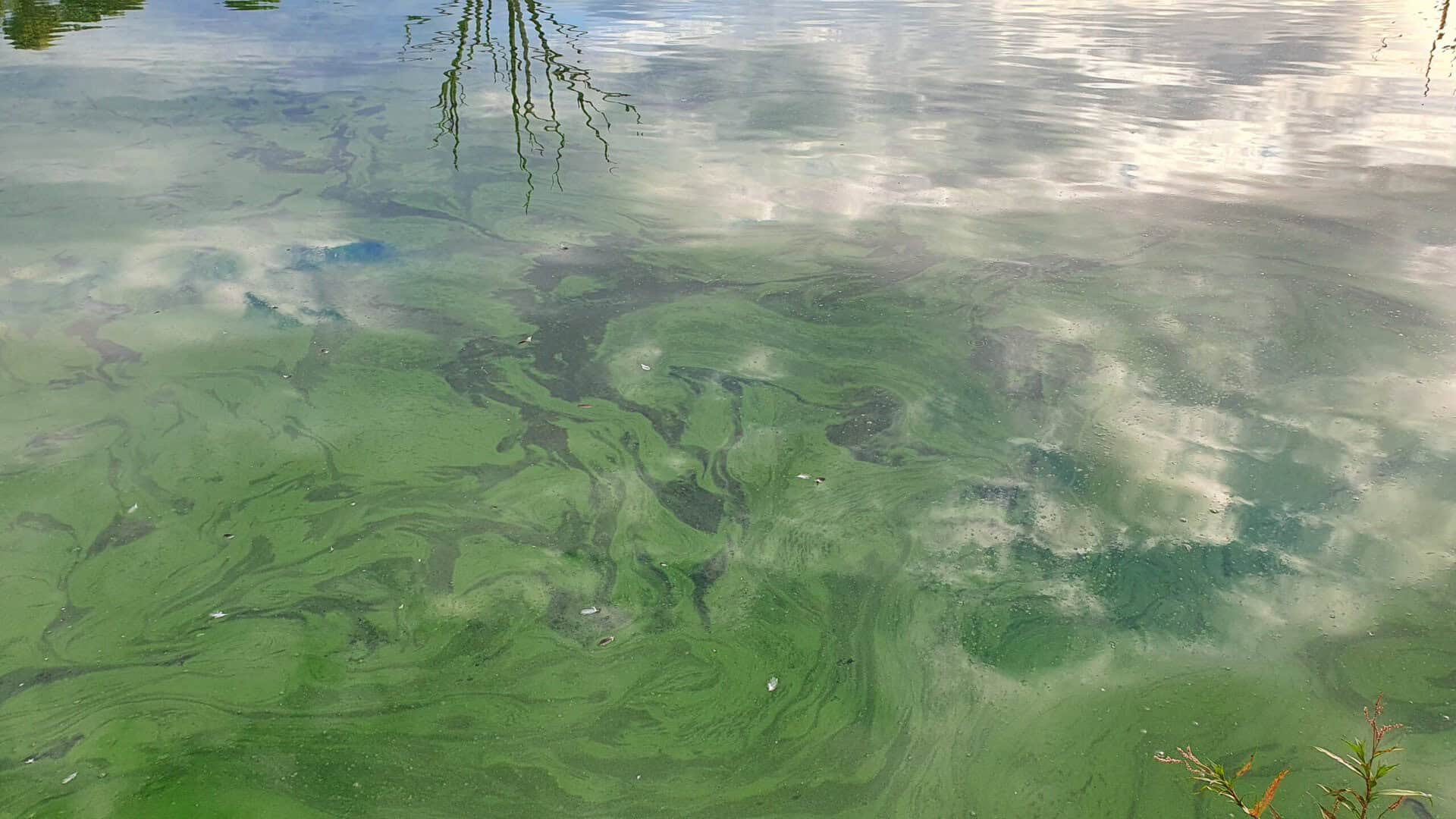 Cyanobacteria (Blue-Green Algae) | Aquatic Technologies