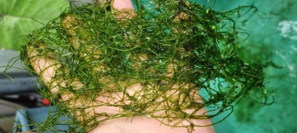 Discover the Secrets to Aquatic Algae: Identification, Treatment, and Preservation | Aquatic ...