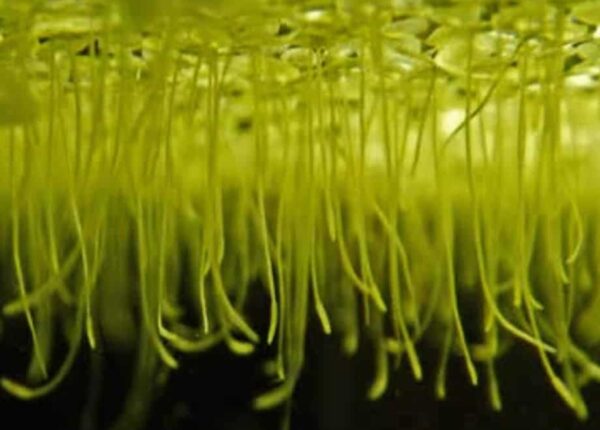 Duckweeds: A Comprehensive Guide to ID, Treatment and Prevention ...