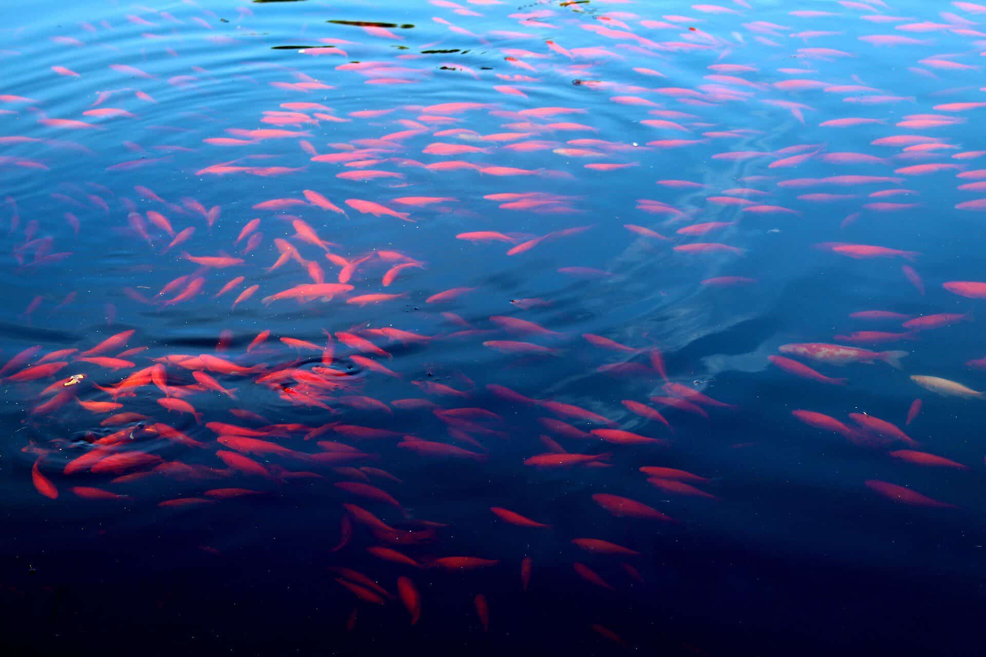 Fish Ponds | Aquatic Technologies