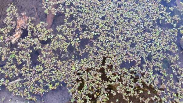 Azolla: A Comprehensive Guide to ID, Treatment and Prevention | Aquatic ...