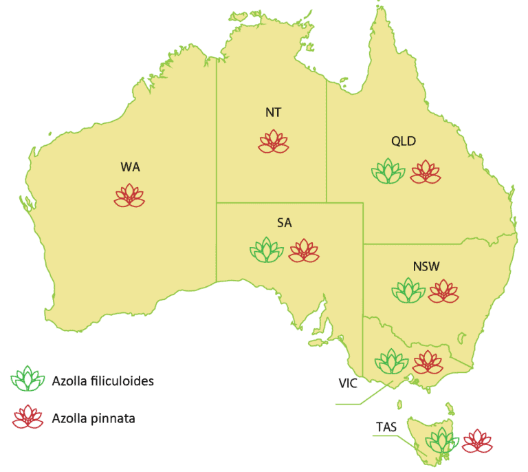 Azolla: A Comprehensive Guide to ID, Treatment and Prevention | Aquatic ...