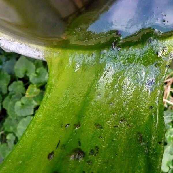 Spirogyra | Aquatic Technologies