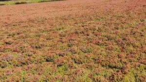 Azolla: A Comprehensive Guide to ID, Treatment and Prevention | Aquatic ...