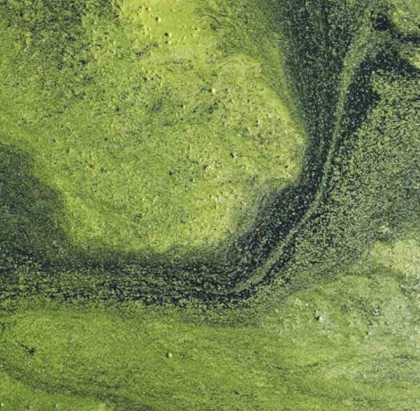 Aquatic Algae Control | All The Products You Need | Aquatic Technologies