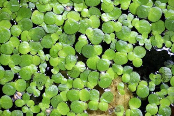 Duckweeds: A Comprehensive Guide to ID, Treatment and Prevention ...