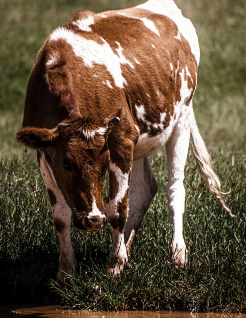 The dangers of cattle drinking algae infested water