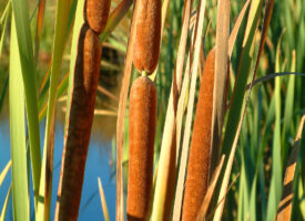 Weed Identification | Aquatic Technologies