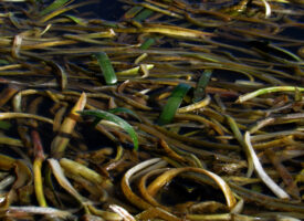 Weed Identification | Aquatic Technologies
